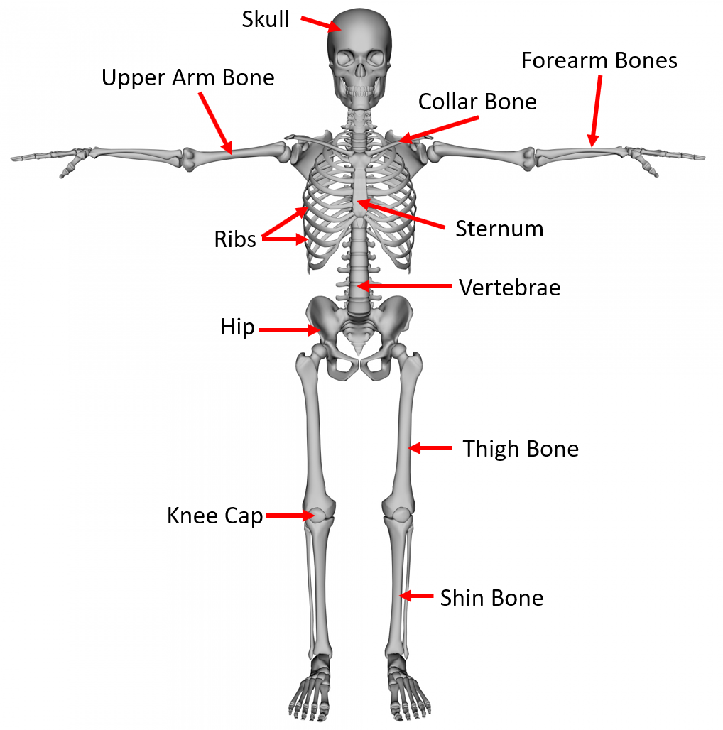 Skeletal System Key Stage Wiki