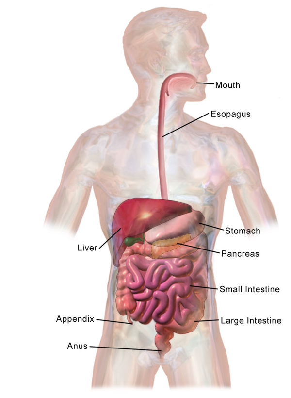 Digestive System - Key Stage Wiki