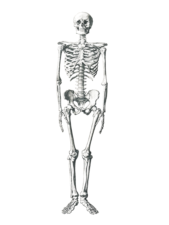 Skeletal System Key Stage Wiki