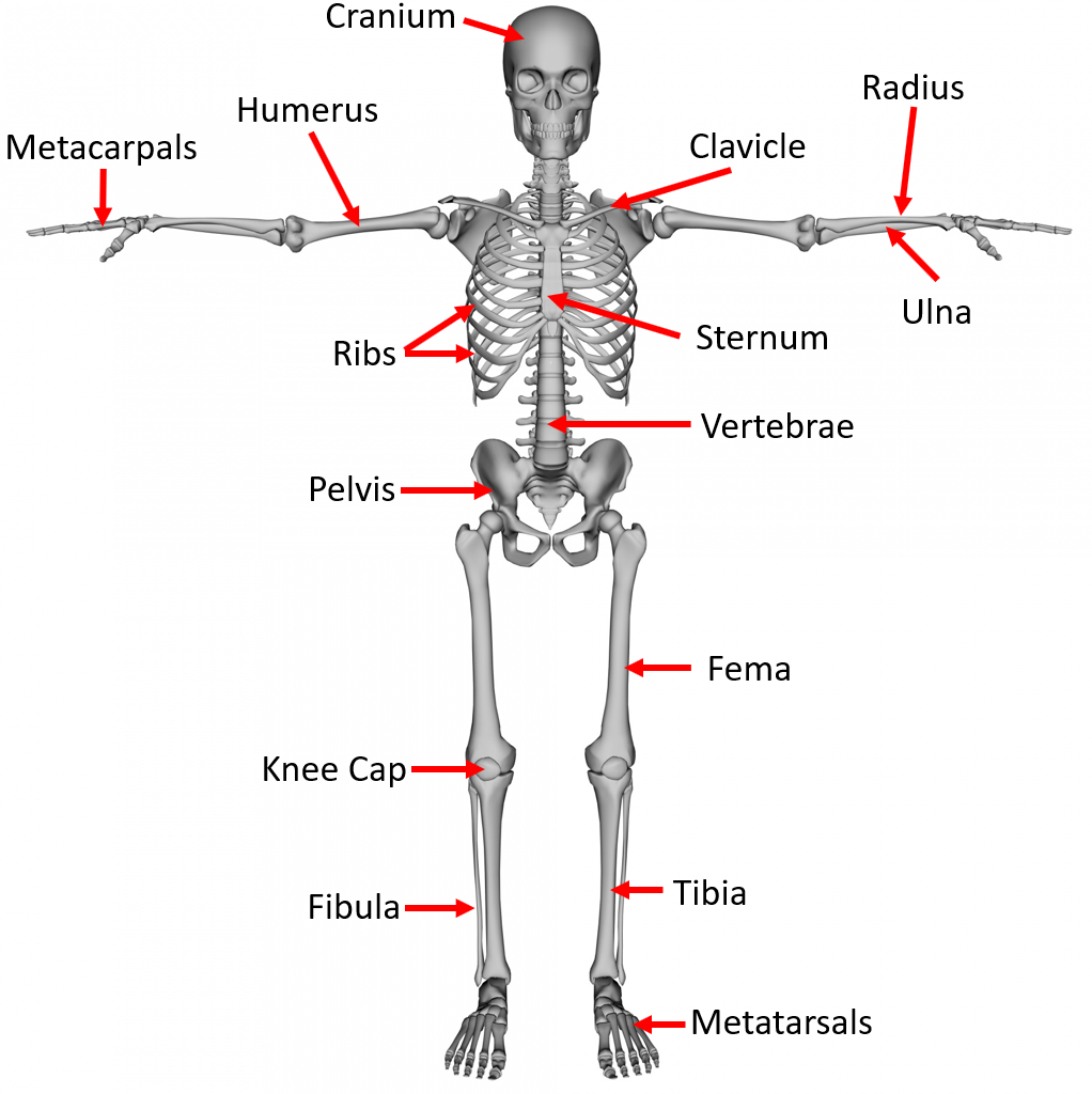 Skeletal System Key Stage Wiki Skeletal System Key Stage Wiki