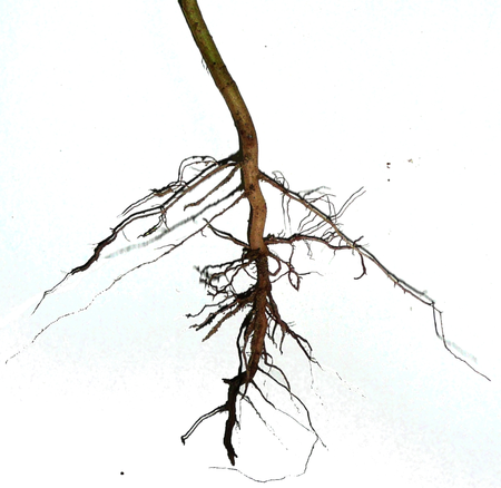Root - Key Stage Wiki