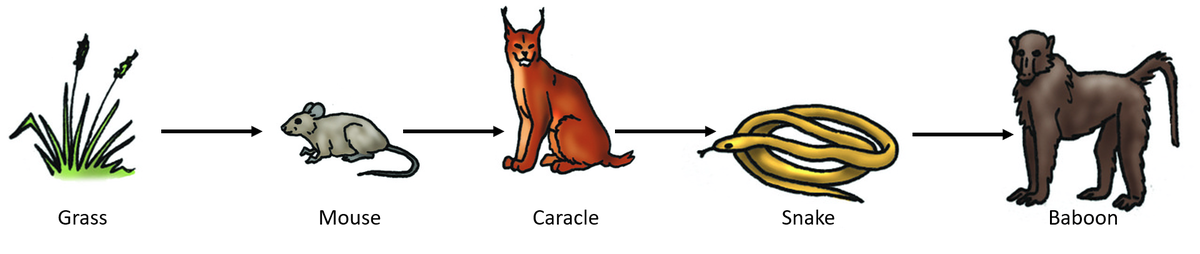 Food Web - Key Stage Wiki