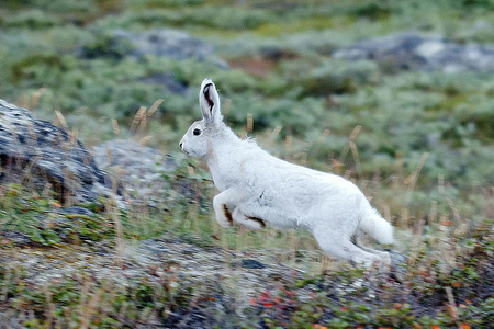 Arctic Hare - Key Stage Wiki