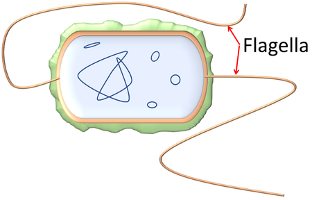 Flagellum - Key Stage Wiki