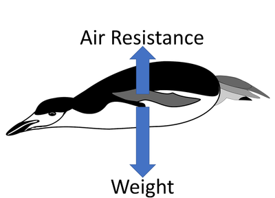 Terminal Velocity - Key Stage Wiki