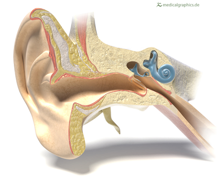 Ears - Key Stage Wiki