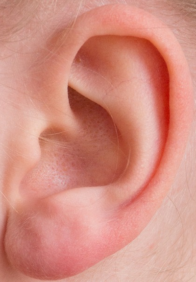 Ears - Key Stage Wiki