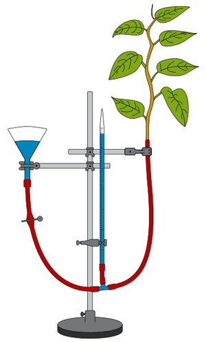 Potometer - Key Stage Wiki