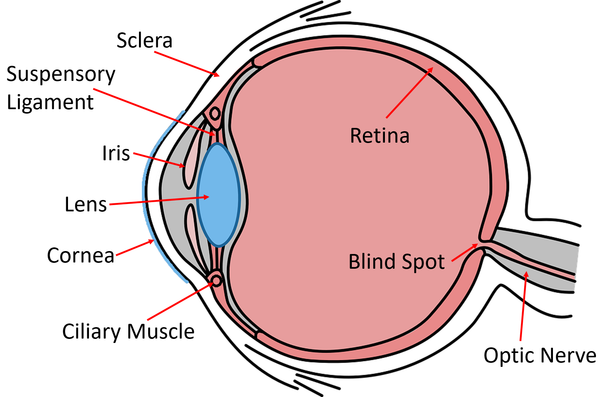 Eyes - Key Stage Wiki