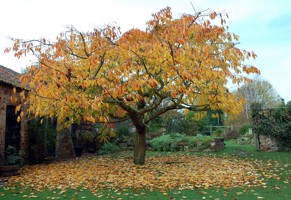 Deciduous - Key Stage Wiki