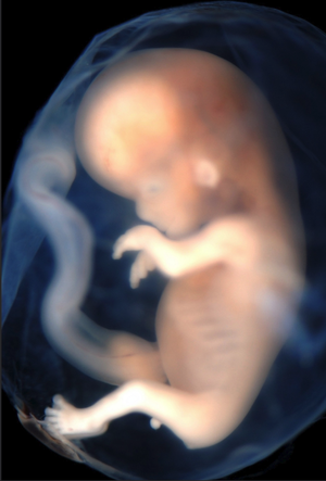 Gestation - Key Stage Wiki