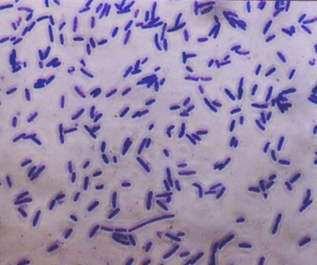 Pathogenic Bacteria - Key Stage Wiki