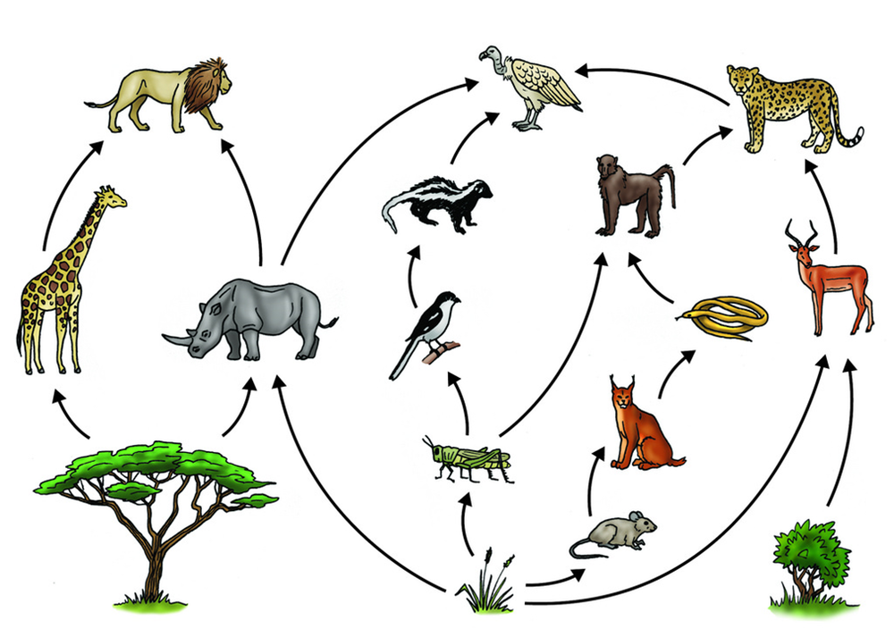 Food Web - Key Stage Wiki