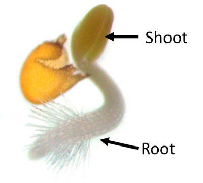 Flowering Plants - Key Stage Wiki