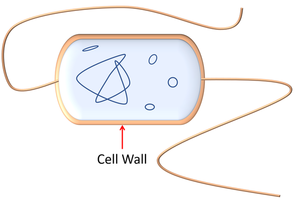 Cell Wall - Key Stage Wiki