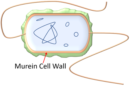 Bacterial Cell Wall - Key Stage Wiki