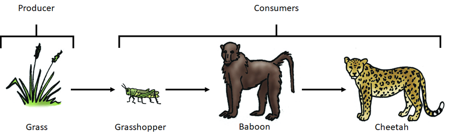 Food Chain - Key Stage Wiki