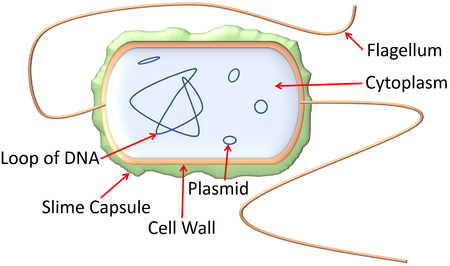 E.coli - Key Stage Wiki