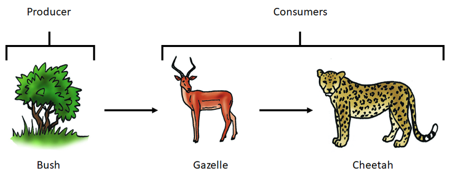Food Chain - Key Stage Wiki