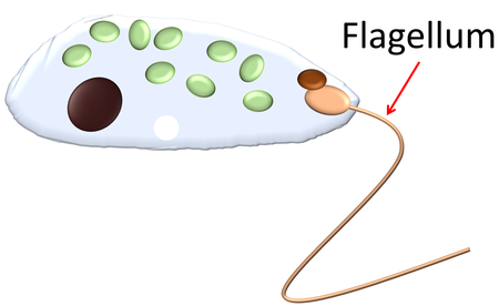 Flagellum - Key Stage Wiki