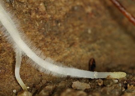 Root Hair Cell - Key Stage Wiki