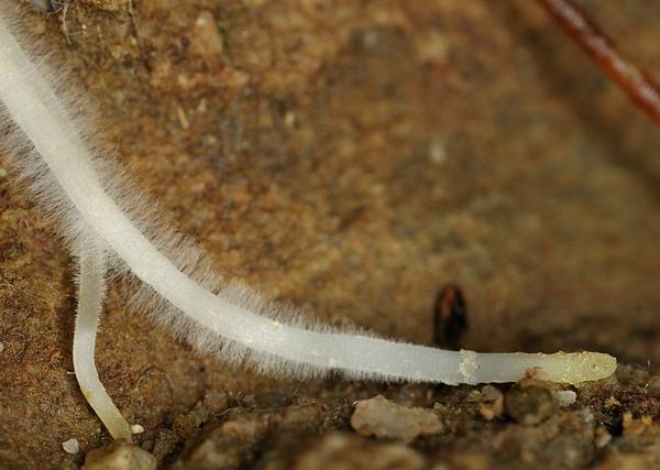 Root Hair - Key Stage Wiki