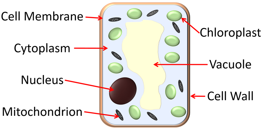 Palisade Cell - Key Stage Wiki