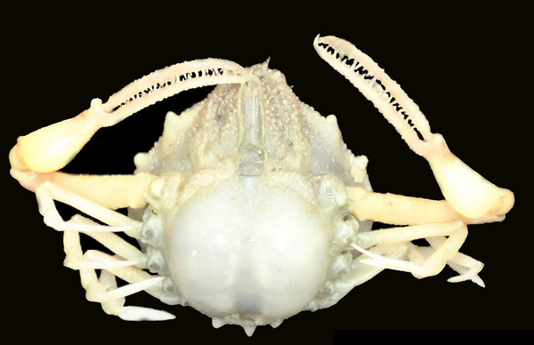 Skeletal System - Key Stage Wiki