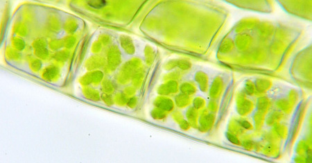 Chloroplast - Key Stage Wiki