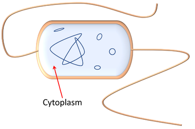 Cytoplasm - Key Stage Wiki