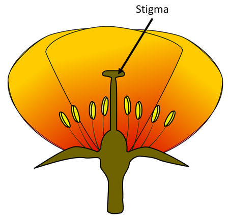 Stigma - Key Stage Wiki