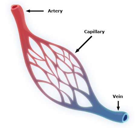 Capillary - Key Stage Wiki