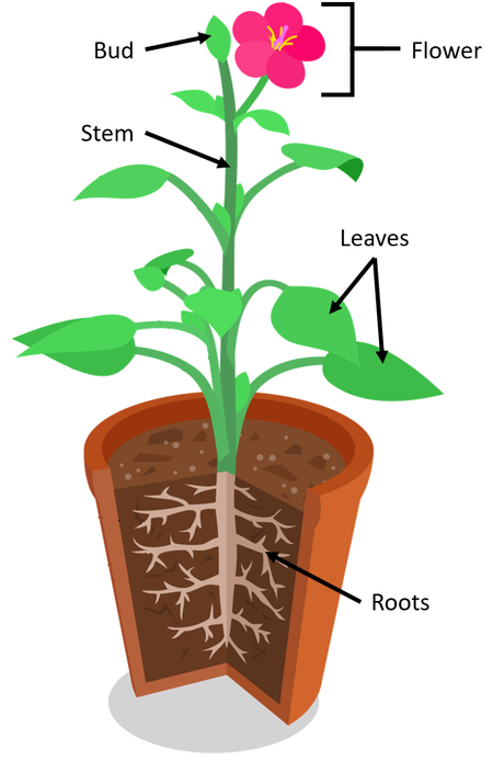 Flowering Plants Key Stage Wiki flowering-plants-key-stage-wiki