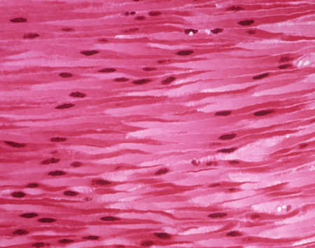 Muscle Cell - Key Stage Wiki