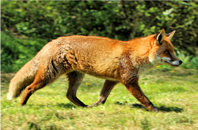 Undomesticated Animals - Key Stage Wiki