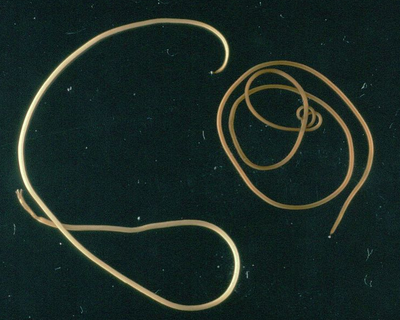 Worm - Key Stage Wiki