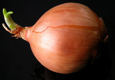 Bulb (Biology) - Key Stage Wiki