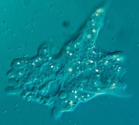 Amoeba - Key Stage Wiki