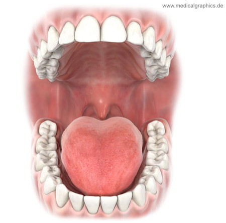 Mouth - Key Stage Wiki