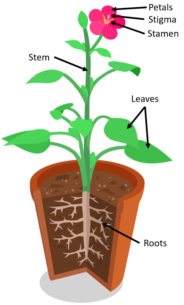Organ - Key Stage Wiki