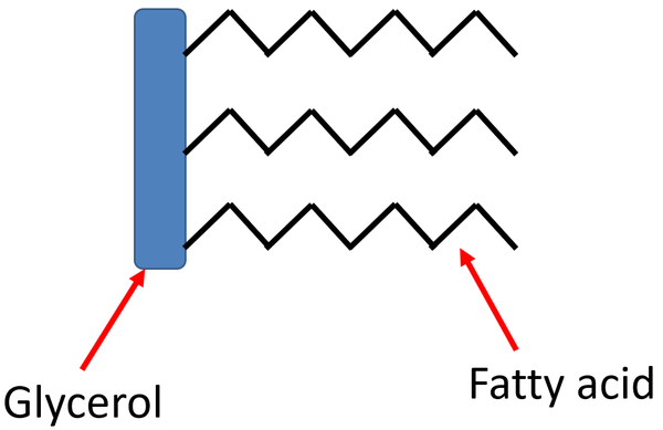 Glycerol - Key Stage Wiki