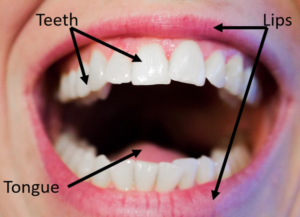 Mouth - Key Stage Wiki