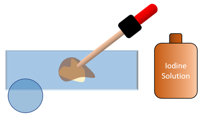 GCSE Biology Required Practical: Using a Microscope - Key Stage Wiki