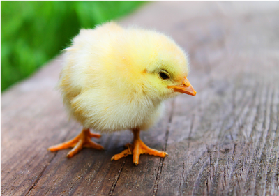 Offspring - Key Stage Wiki