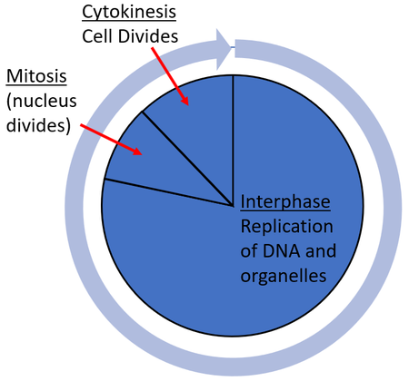 Cell Cycle - Key Stage Wiki
