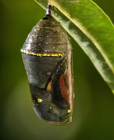 Insect - Key Stage Wiki