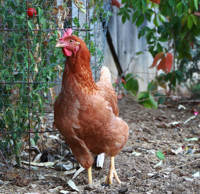 Domesticated Animals - Key Stage Wiki