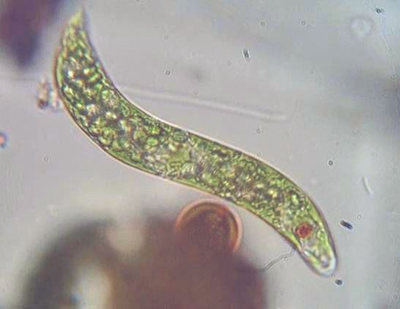 Cell (Biology) - Key Stage Wiki