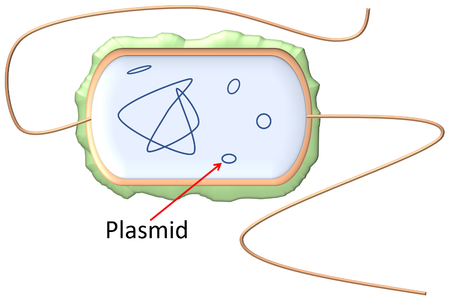 Plasmid - Key Stage Wiki