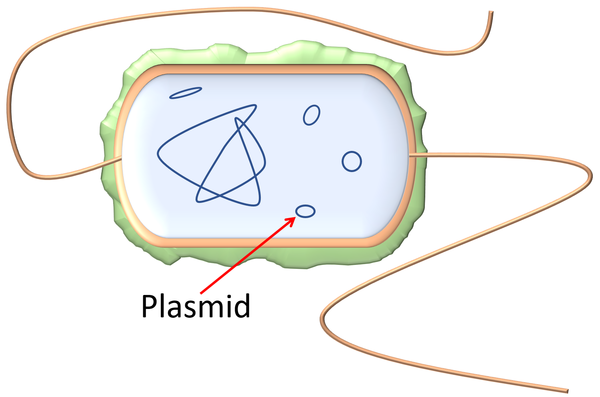 Plasmid - Key Stage Wiki